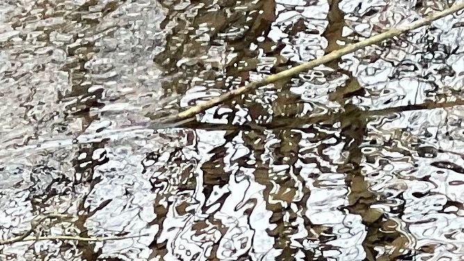 Terminalia: Salt Way boundary walk - Ruth Broadbent